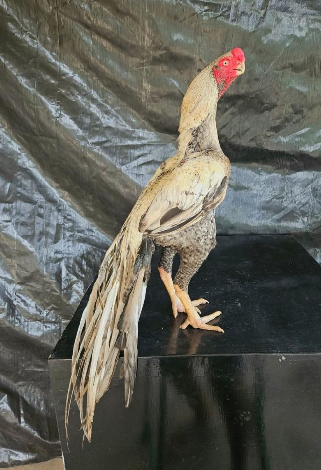 Parrot Beak Aseel: A Complete Guide to This Unique and Majestic Chicken ...